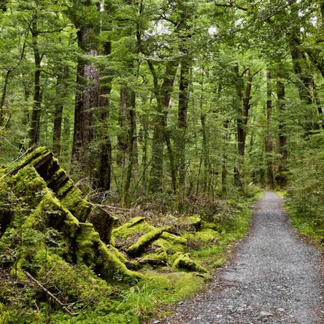 Mountain Beech - MyNativeForest